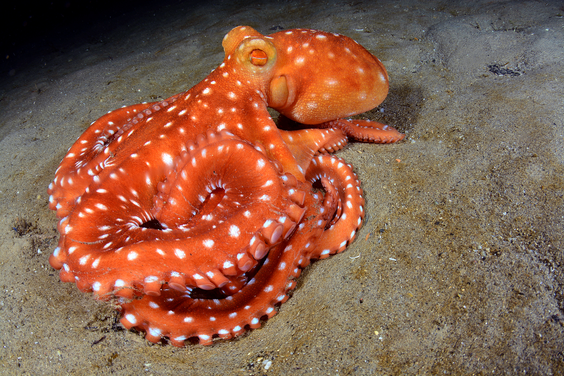 La danza delle polpesse articolo su Scubaportal, portale subacqueo ...