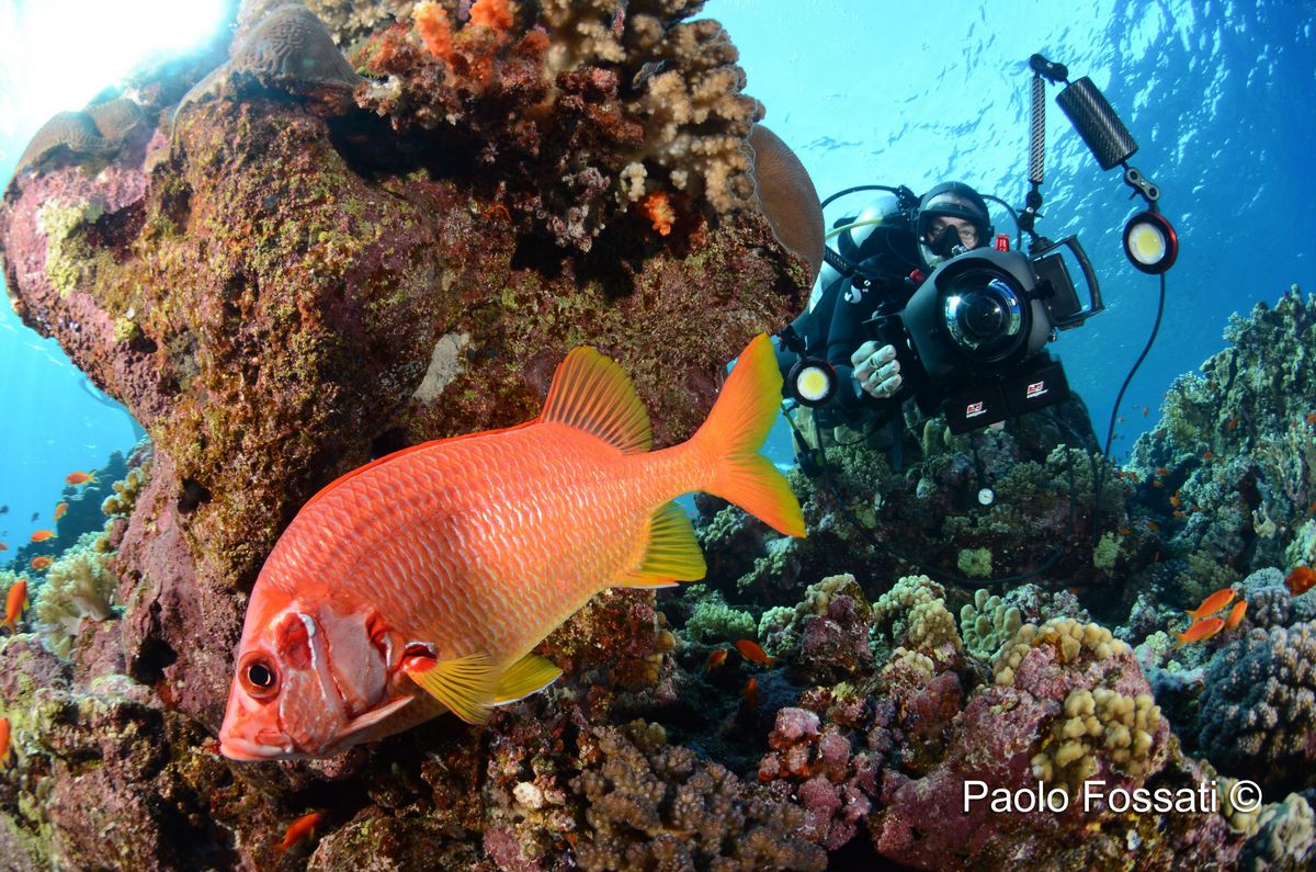 Quale fish-eye per il video? articolo su Scubaportal, portale subacqueo ...