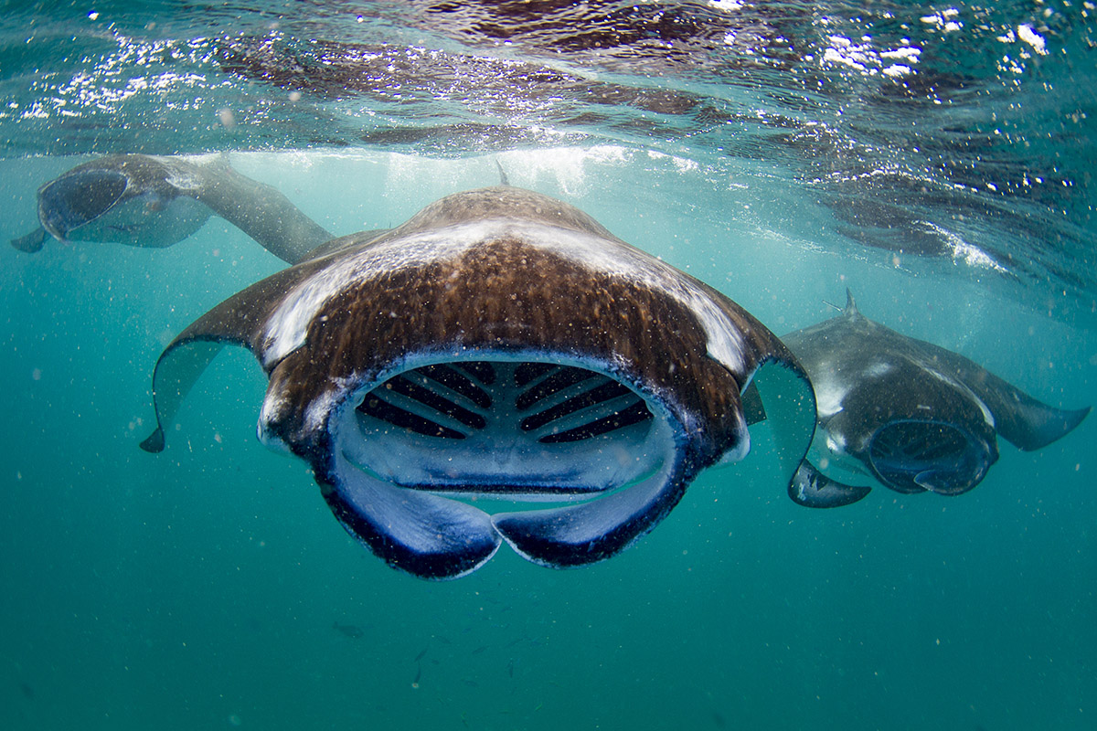 Le mante di Hanifaru Bay articolo su Scubaportal, portale subacqueo ...