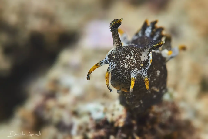Polycera hedgpethi, un nudibranco invasivo nel mediterraneo