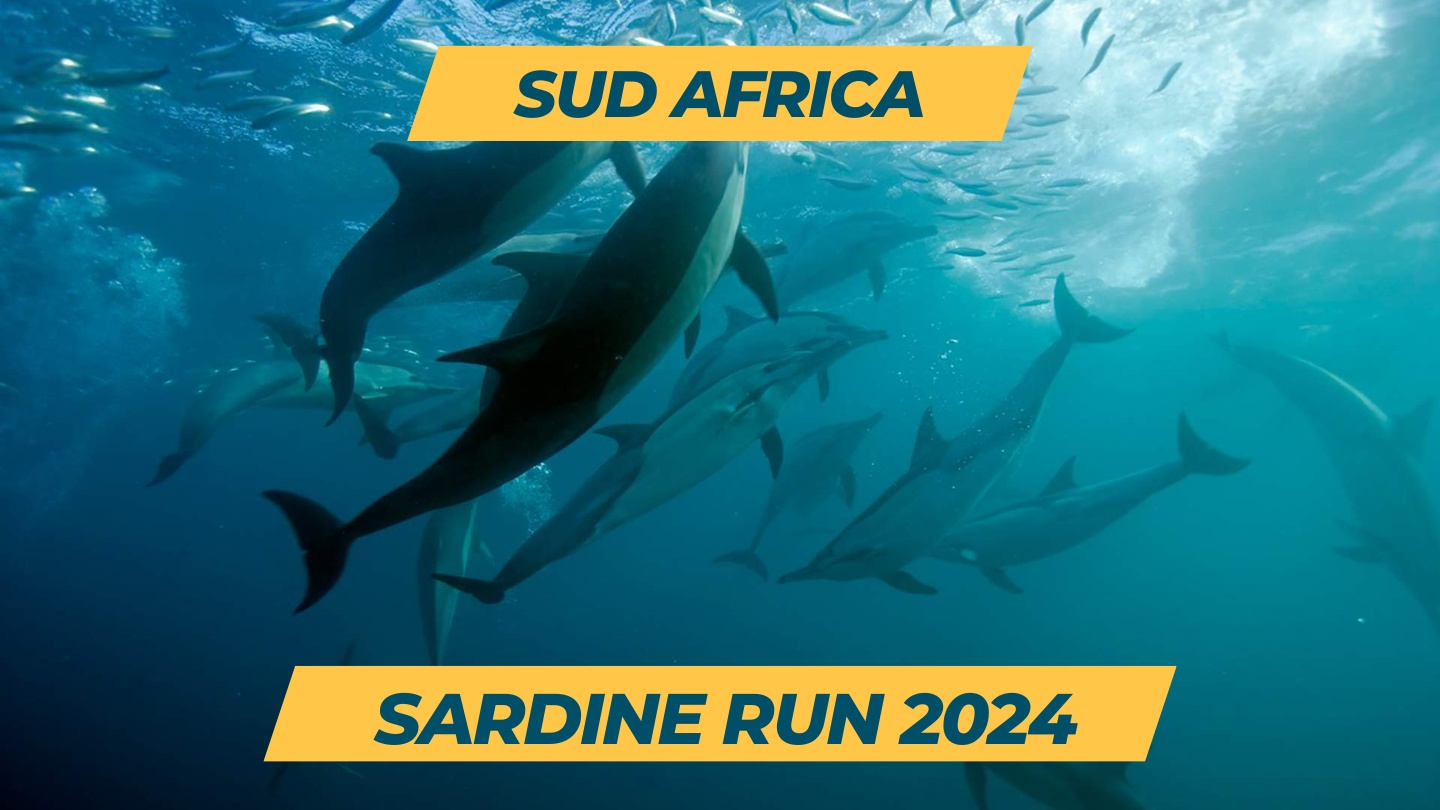 Sardine Run, Sud Africa 2024, tutte le date con NosyTour