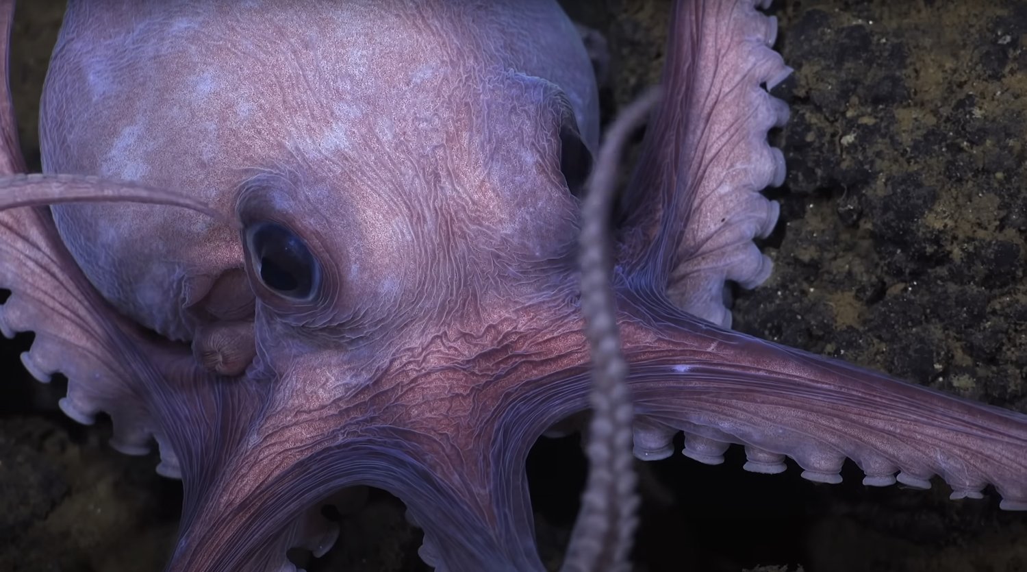 Miniserie "Secrets of the Octopus" di National Geographic