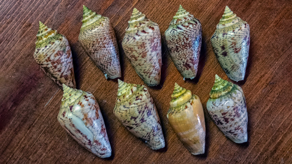 Conomurex persicus: Strombidae nello Stretto di Messina